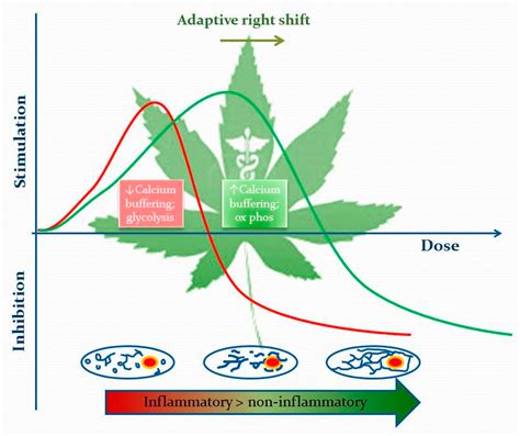 Informing The Cannabis Conjecture From Lifes Beginnings To