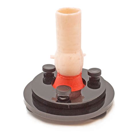 Aortic Valve Model Lifelike Biotissue