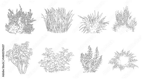 Set Of Shrubs Line Cad Minimal Isolated On White Background Ground