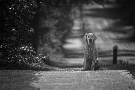 Wating Mans Best Friend Cool Photos Lion Sculpture