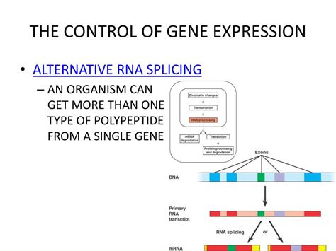 Ppt The Control Of Gene Expression Powerpoint Presentation Free