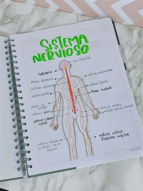 Sistema Digestivo En 2025 Sistema Del Cuerpo Humano Concepto De