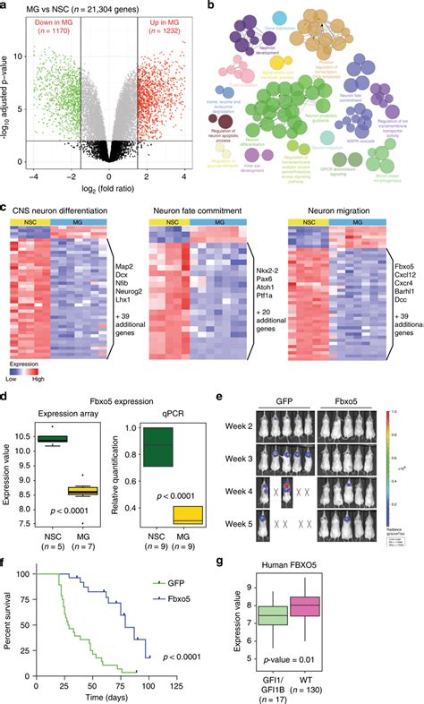 Neuronal Commitment And Differentiation Pathways Are Downregulated In