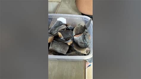 Ginataang Hito At Dalag Youtube