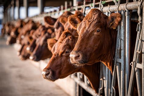 Challenges Facing The U S Beef Industry Blog