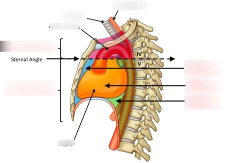 Mediastinum Diagram Quizlet