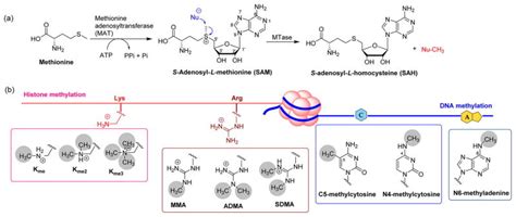 Samsah Analogs As Versatile Tools For Sam Dependent Methyltransferases