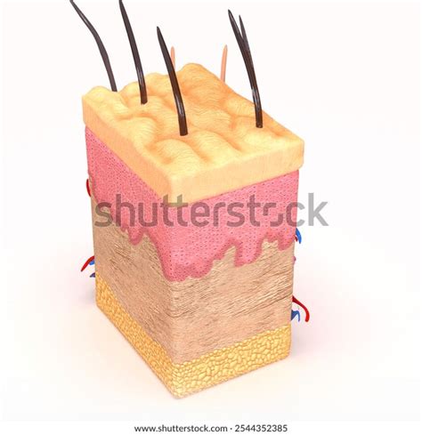Human Epithelium Dermis Subcutaneous Hypodermis Subcutaneous Stock