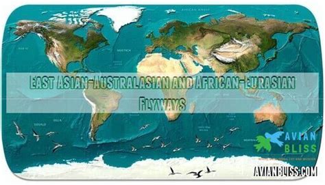 Bird Species Migration Patterns Routes Drivers And Conservation