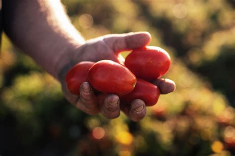 Its Time To Plant Tomatoes Heres How To Ensure Their Success