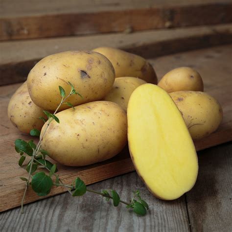 Potatis Taisiya 5kg Gårdsbutiken På Nätet Vi Levererar I Örebro