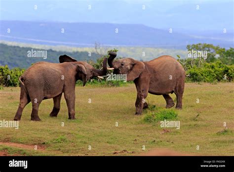 African Elephant Social Behaviour Addo Elephant Nationalpark Eastern