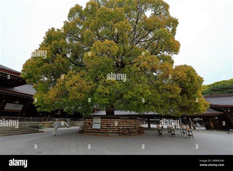Meiji Jingu Shinto Shrine Surrounded By Forest In Shibuya City Tokyo