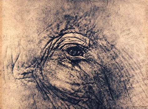 Gregory Colbert Photographer All About Photo