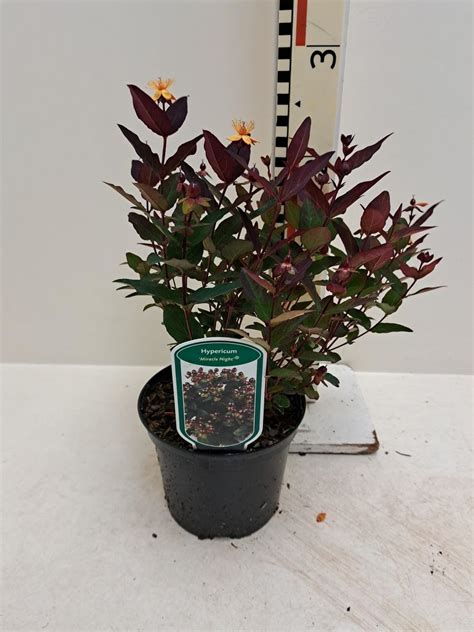 Hypericum Miracle Night — Plant Wholesale Floraccess