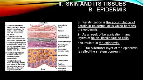 Chapter 6 Integumentary System I Introduction A Introduction