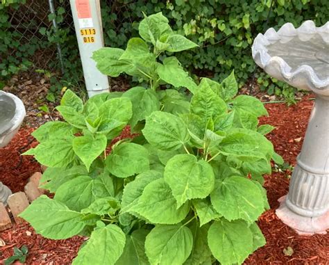 Why Are My Swamp Rose Mallow Leaves Falling Over