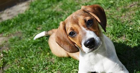 Meet Abby The Frengle Album On Imgur