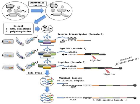 Single Cell Sequencing Barcode