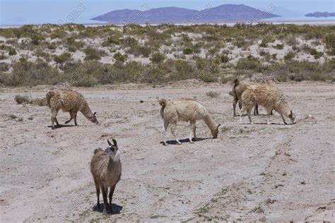 リャマ 写真 アールクリエーション