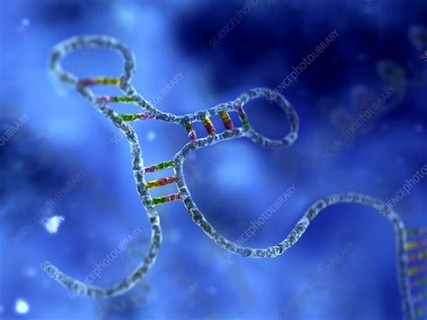 Rna Interference Computer Artwork Stock Image G2000120 Science