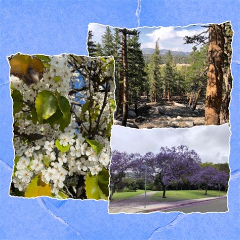 5 Hikes In Socal For People Who Just Really Love Trees Los Angeles Times