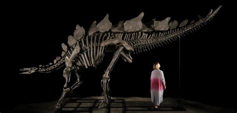 This Stegosaurus Skeleton Just Sold For A Record Setting 44 6 Million Maxim