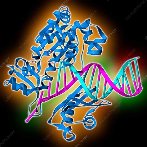 Dna Polymerase Molecule Stock Image C0137909 Science Photo Library