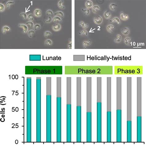 Photosynthetic Performance Of P Subcapitata Algal Cells Over Prolonged