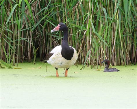 Swan Lake 2021 2022 Bird Spots