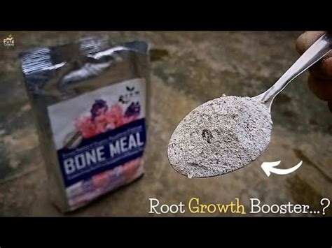 How Often Should You Use Bone Meal On Plants