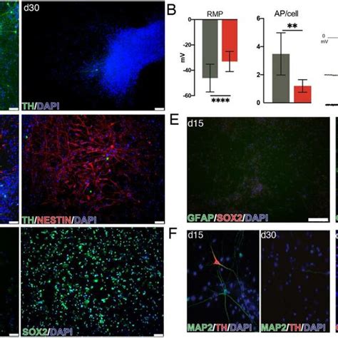 2d Culture Condition Affects Da Neuron Maturation Long Term A