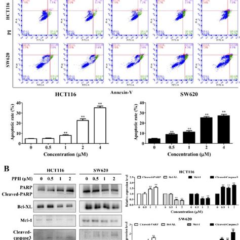 Ppii Induces G2 M Phase Cell Cycle Arrest In Crc Cells Crc Cells Were