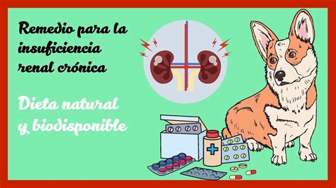Cómo Se Diagnostica La Insuficiencia Renal En Perros