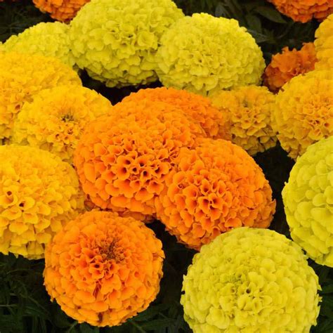 Tagetes Erecta African Marigold Taishan Flower Seed Mix
