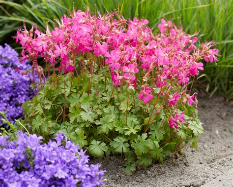 Geranium Cantabrigiense Intense Bare Roots — Buy Hot Pink Cranesbill