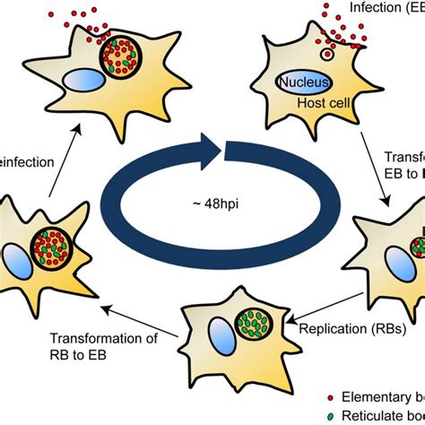 Schematic Overview Illustrating The New Taxonomy Of The Order Chlamydiales Download Scientific