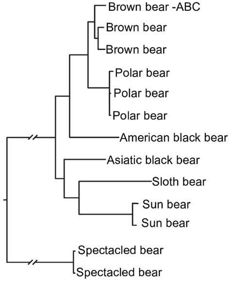 The Genealogical World Of Phylogenetic Networks Bears Genomes And