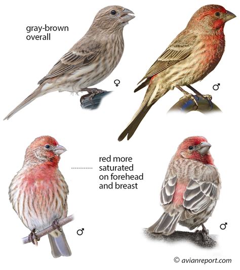 Identify 29 Bird Species That Visit Backyard Feeders In North Carolina