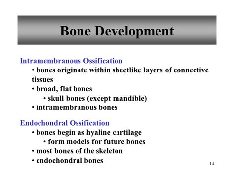 Chapter 7 Skeletal System Ppt Video Online Download