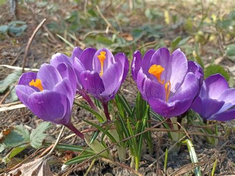 Crocus Plural Crocuses Or Croci Is A Genus Of Seasonal Flowering Plants Stock Image Image