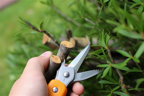 修剪树枝的园艺工人高清图片下载 正版图片600294939 摄图网 修剪树枝的园艺工人高清图片下载 正版图片600294939 摄图网