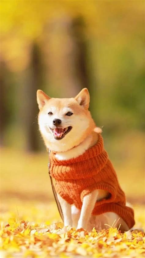 金秋中的微笑柴犬 花瓣网