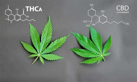 Thca Vs Cbd Key Differences