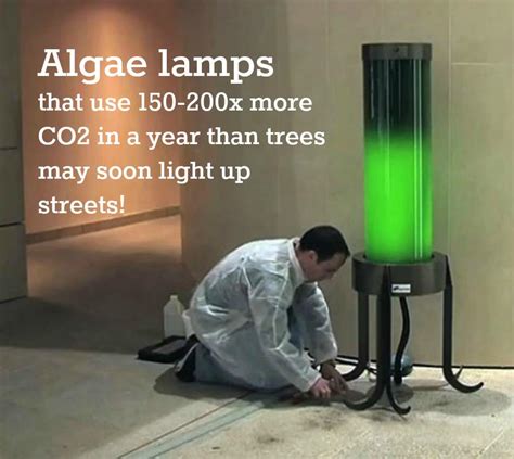 Algae Lamps Imgur