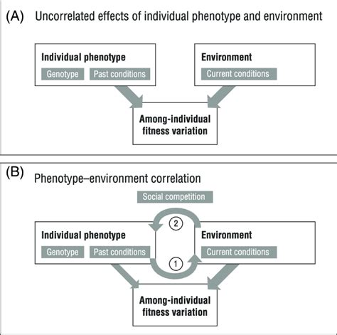 A The Contributions Of Individual Phenotype And Environment To