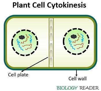 Cytokinesis Diagram Cell Division Lesson 0426 Tqa Explorer
