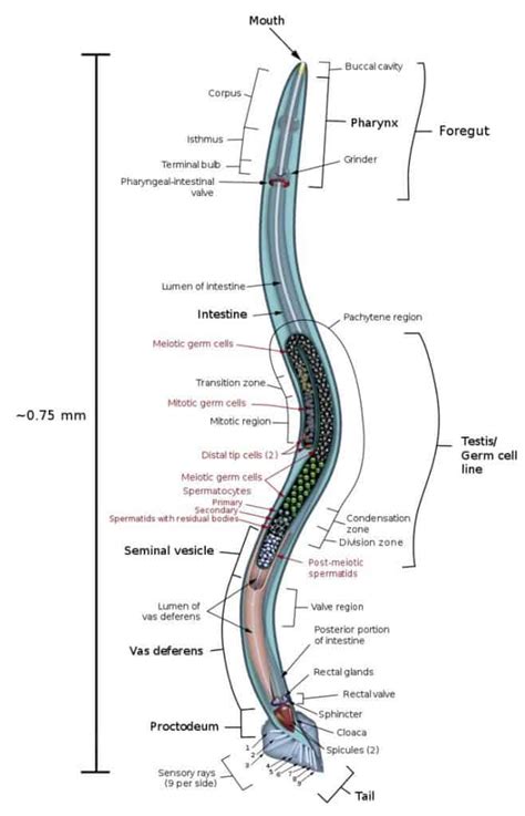 Nematodes Classification Structure And Characteristics Microscope