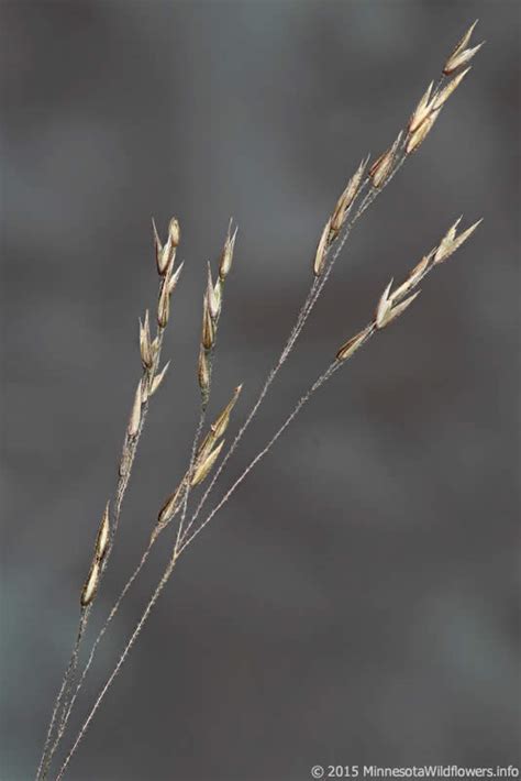 Agrostis Scabra Rough Bentgrass Minnesota Wildflowers