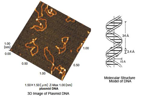 Spm Observations Of Plasmid Dna Shimadzu Sops